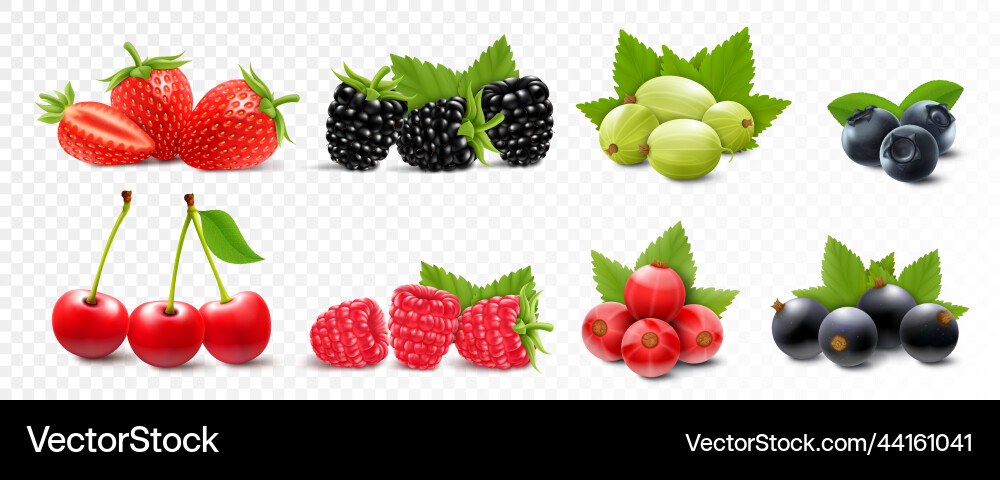 Red Mulberry Vector Images (over 850)