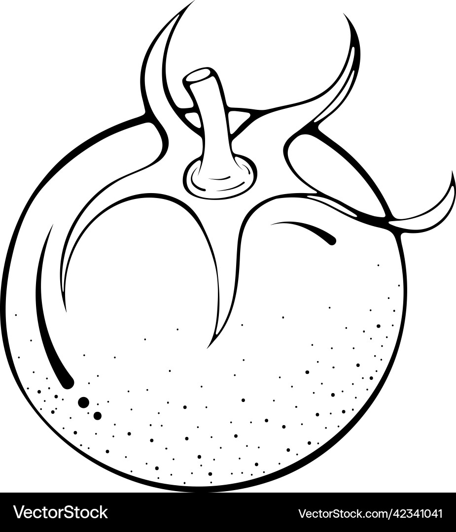 Whole tomato line art Royalty Free Vector Image