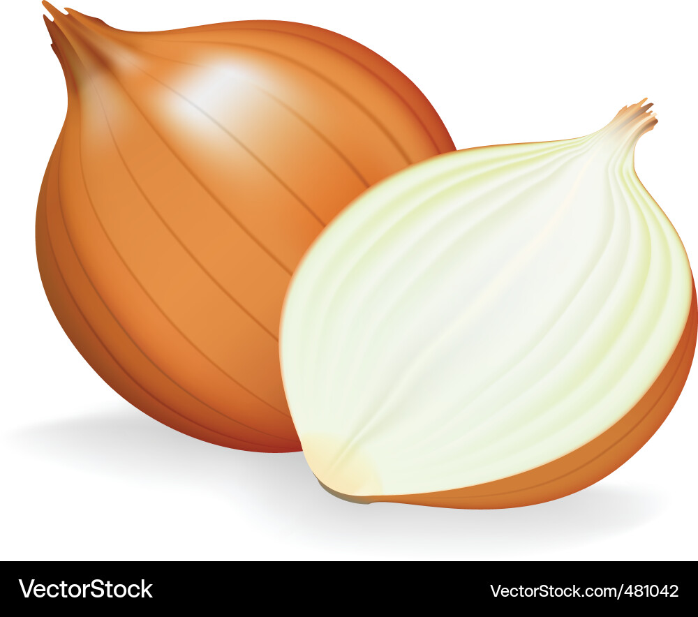 Onion Royalty Free Vector Image - VectorStock