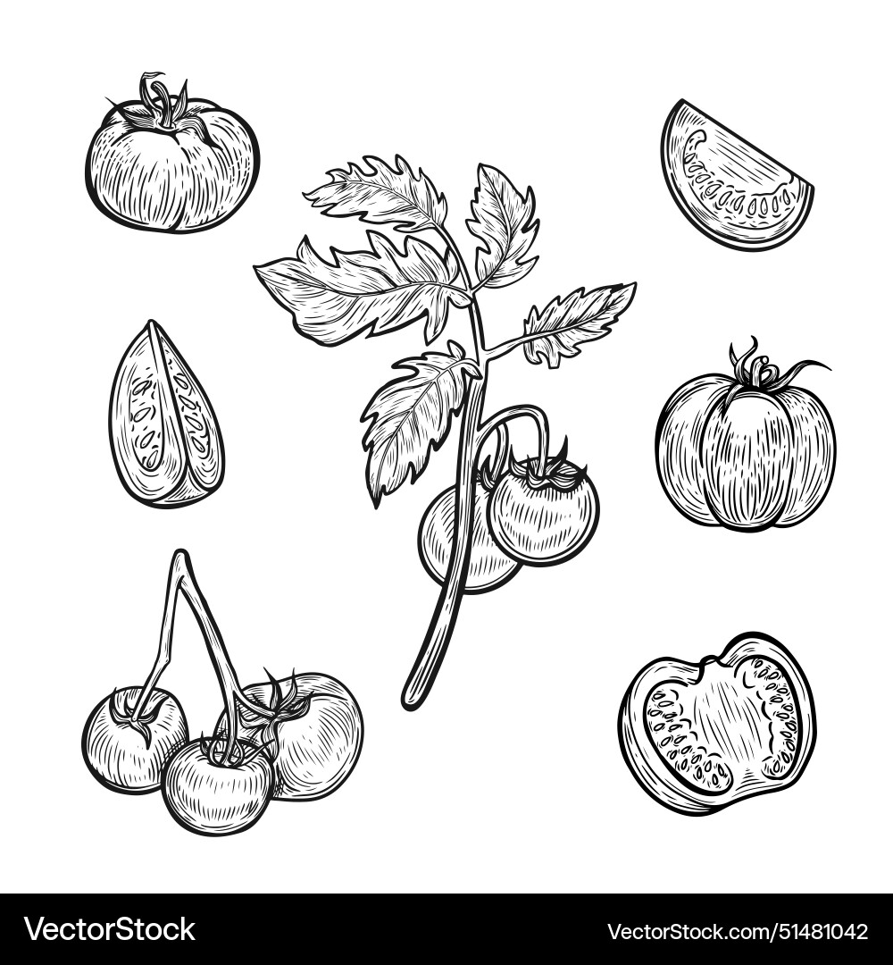 Red tomatoes set line drawing isolated on white Vector Image