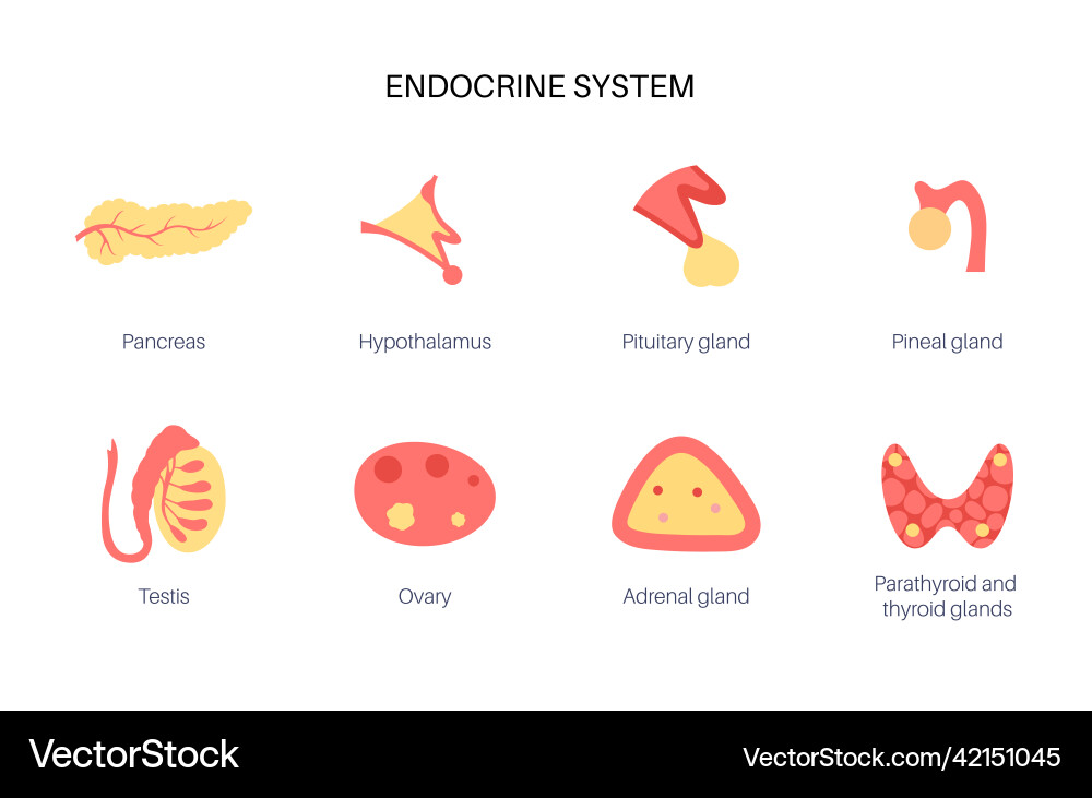 Human endocrine system Royalty Free Vector Image