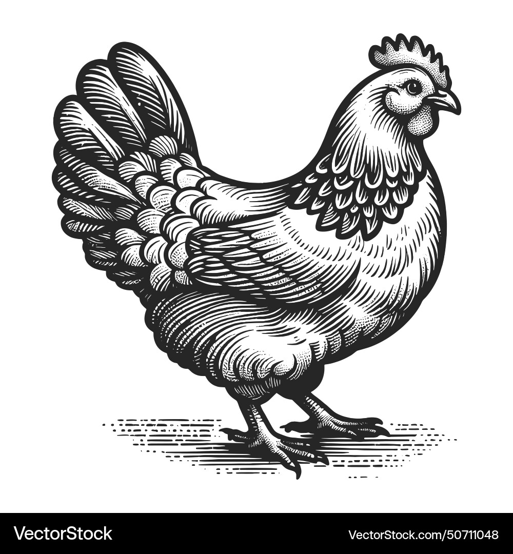 Hen chicken engraving sketch Royalty Free Vector Image
