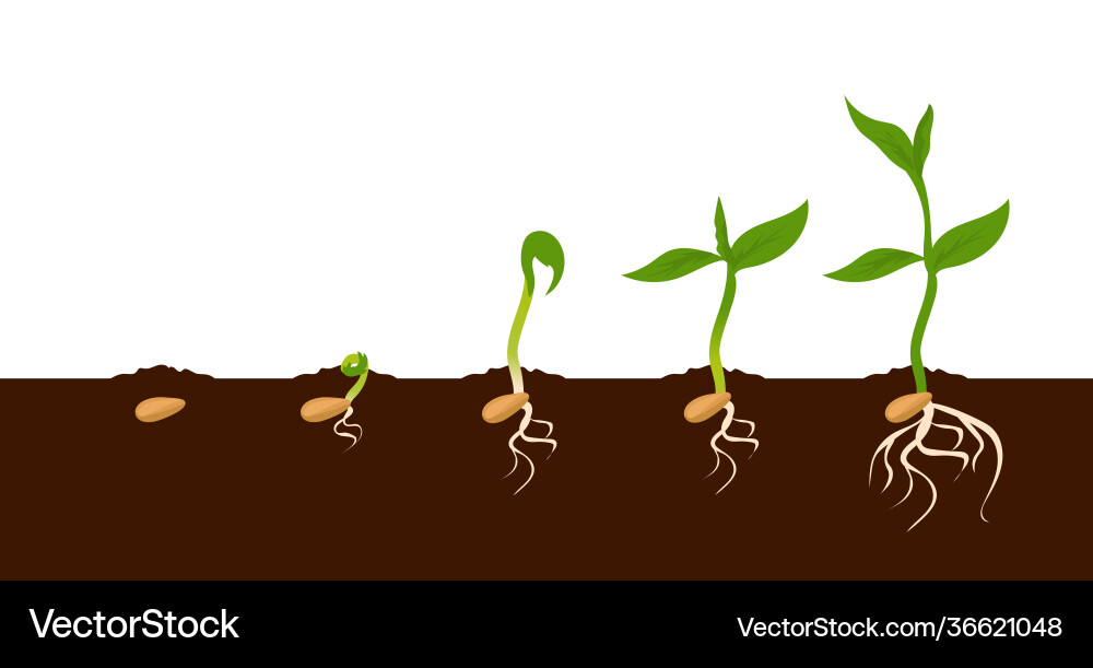 Seed Germination Stages Royalty Free Vector Image