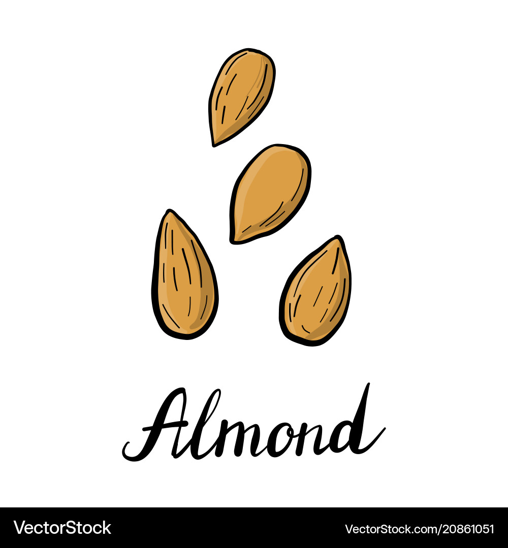 Drawing almond Royalty Free Vector Image - VectorStock