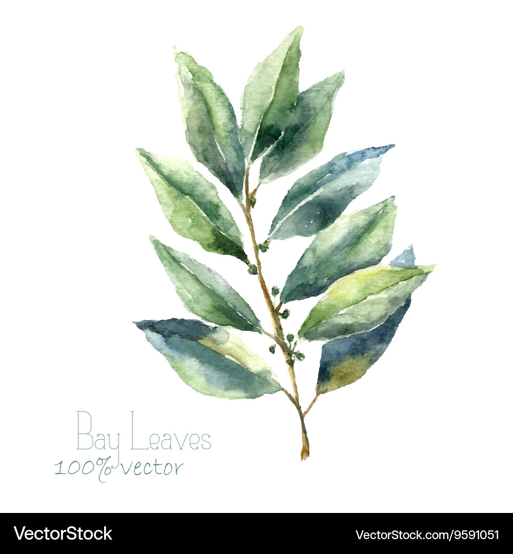 Bay Leaves Vector Images (over 1,100)