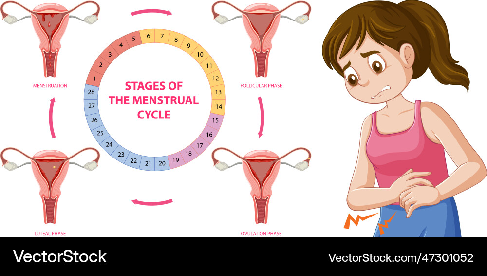 Infographic of stages the menstrual cycle Vector Image