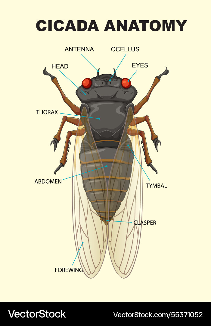 Labeled diagram showcasing cicadas anatomical Vector Image