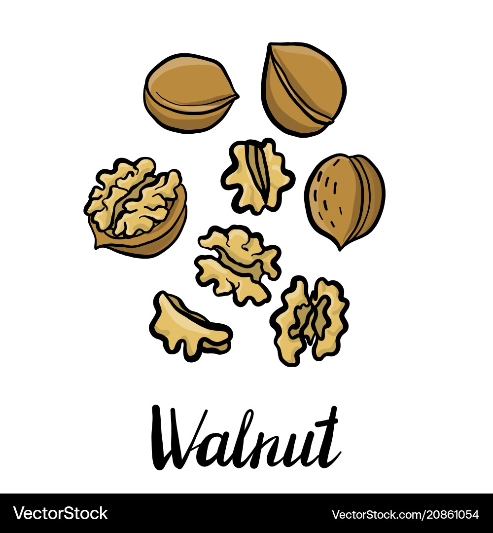 Walnut Collection Royalty Free Vector Image - VectorStock