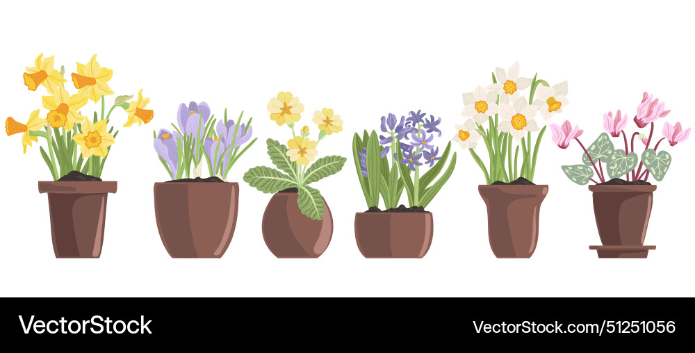 Drawing bulbous plants in pots Royalty Free Vector Image