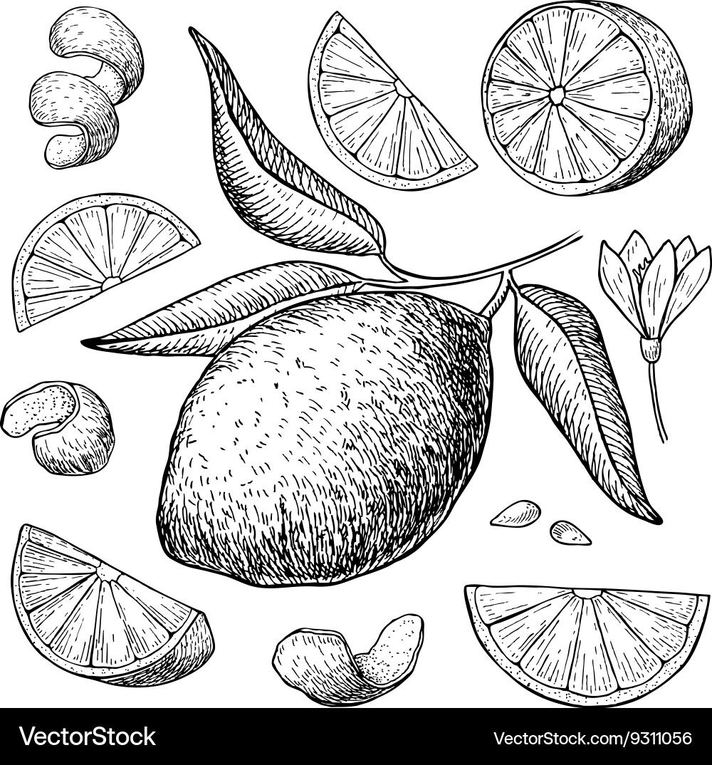Hand drawn lime set whole sliced Royalty Free Vector Image