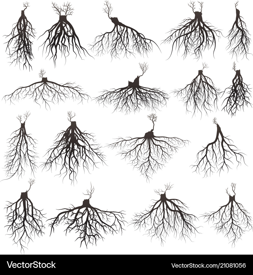 Roots silhouette Royalty Free Vector Image - VectorStock