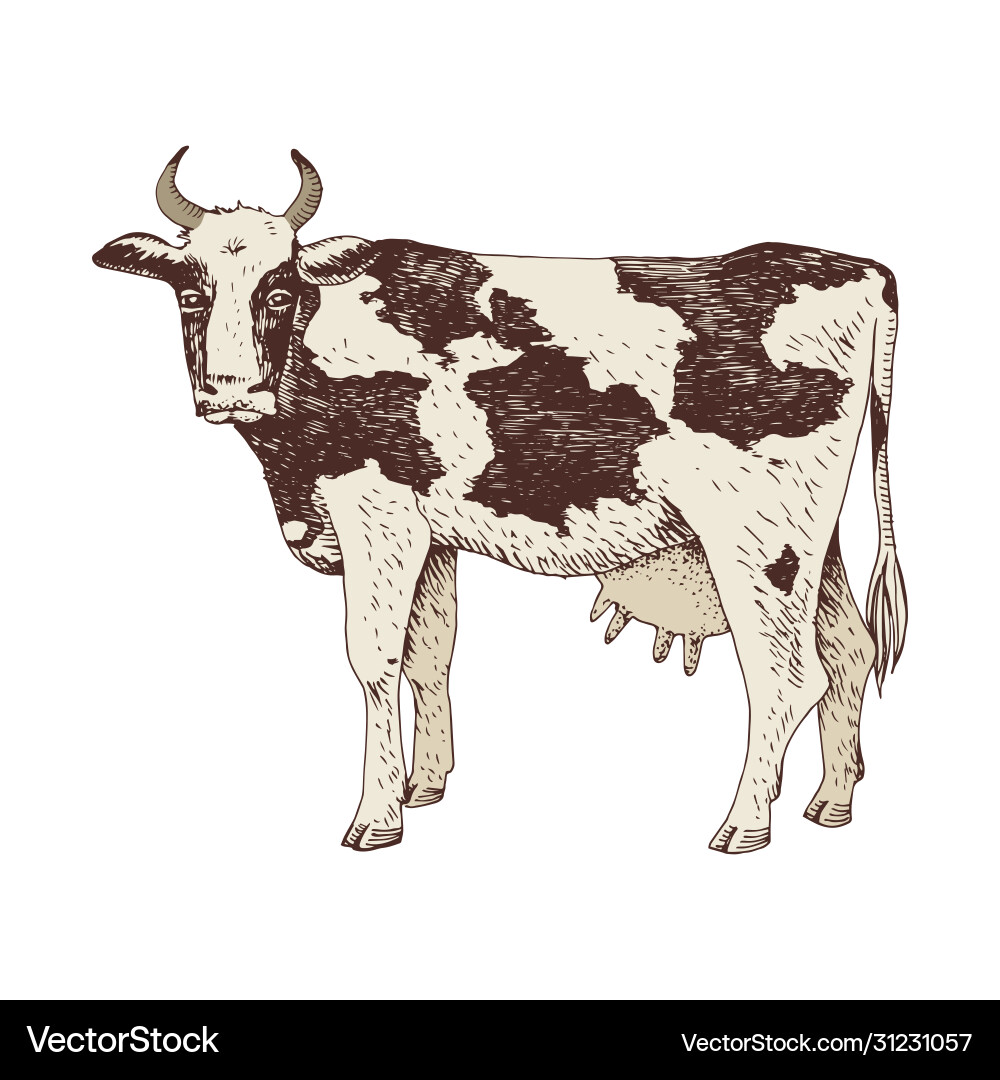 Hand drawn cow farm animal Royalty Free Vector Image
