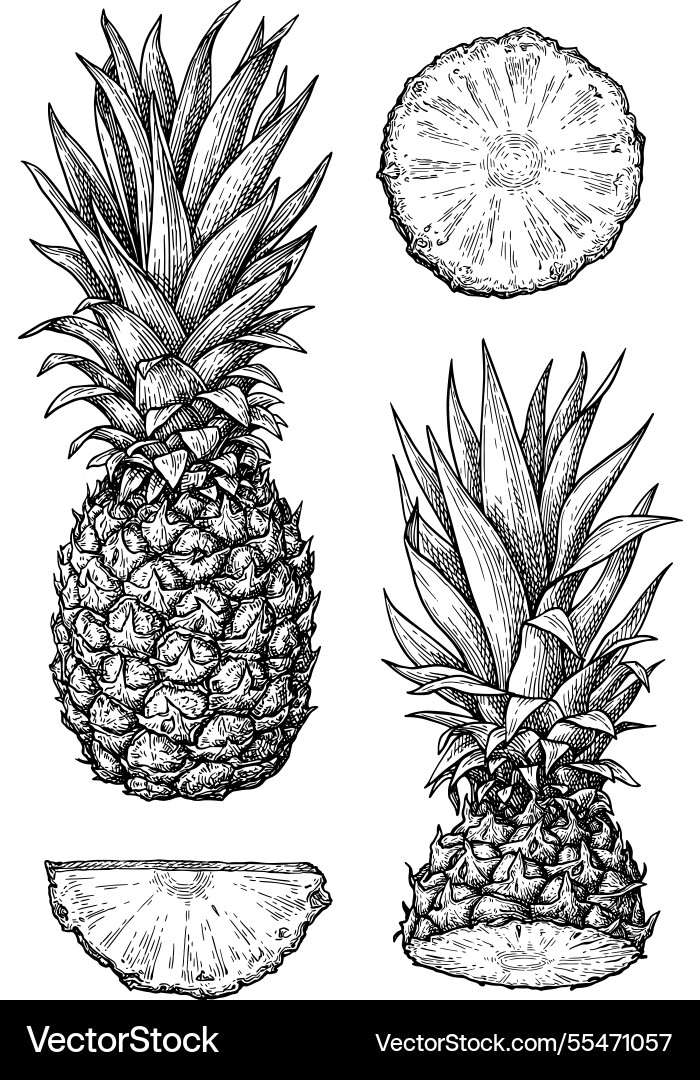 Pineapple Ink Sketch Set Royalty Free Vector Image