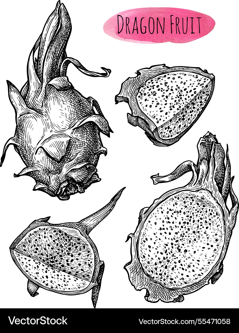 Dragon fruit ink sketch set Royalty Free Vector Image