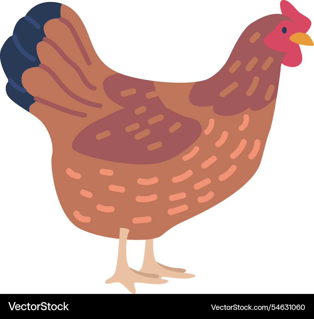 Chicken maran breed Royalty Free Vector Image - VectorStock
