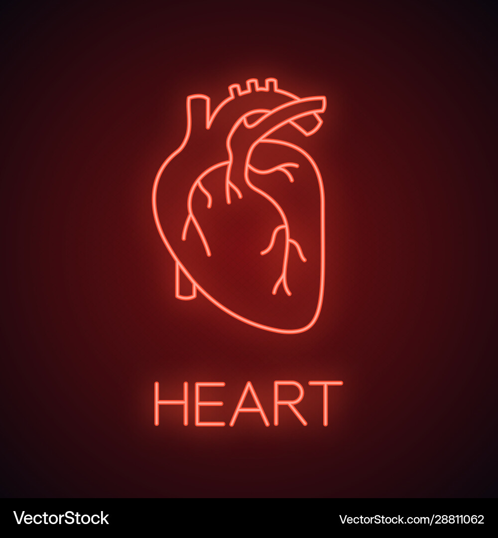 Human heart anatomy neon light icon Royalty Free Vector
