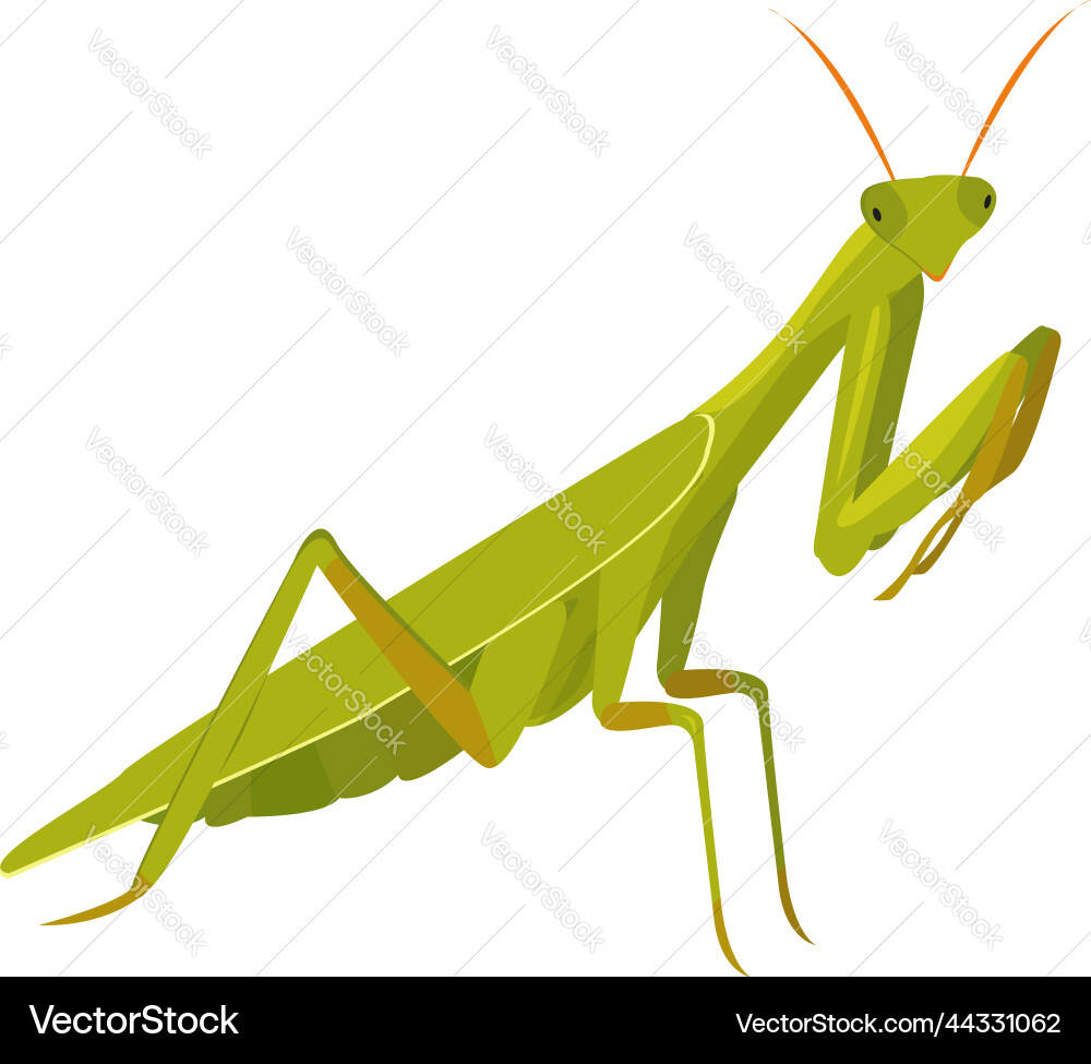 Praying mantis on a white background Royalty Free Vector