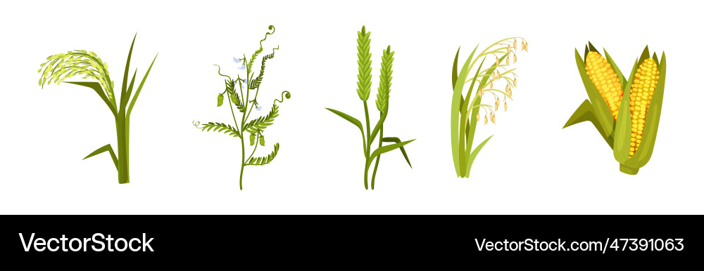 Grass legume and cereal crops as agricultural Vector Image