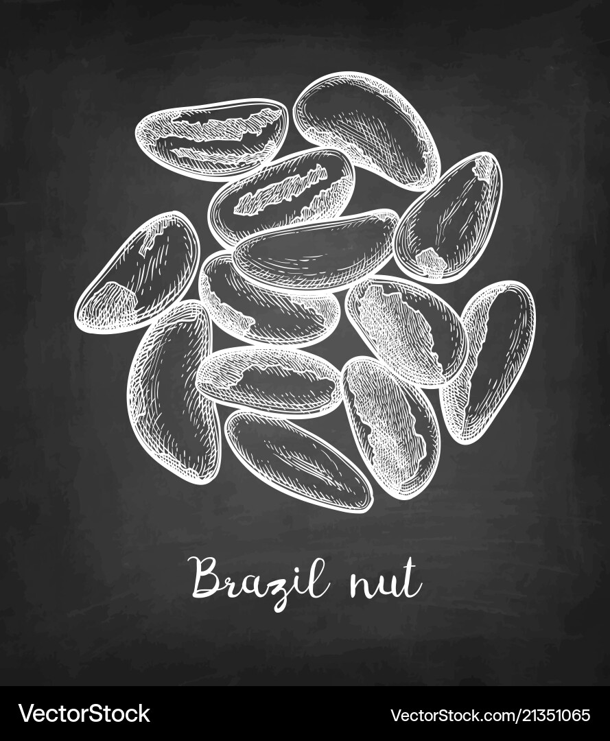Chalk sketch of brazil nut Royalty Free Vector Image