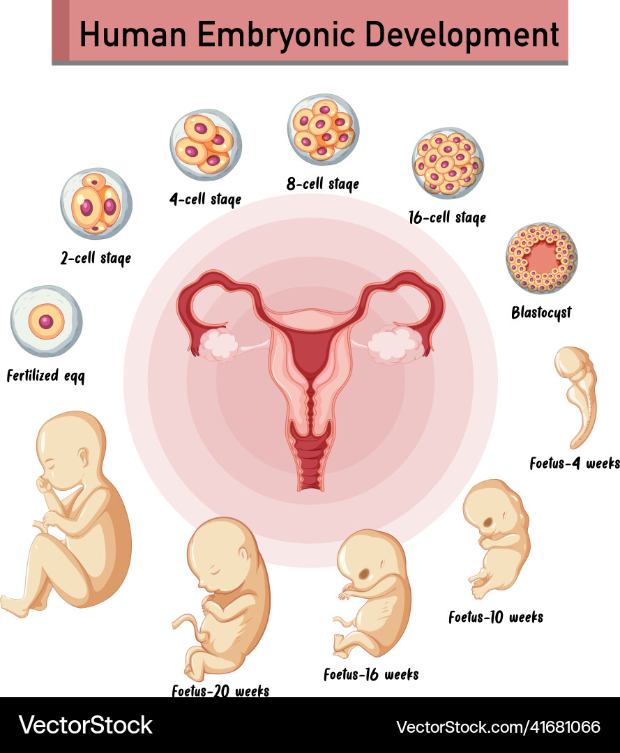 Human embryonic development in infographic Vector Image