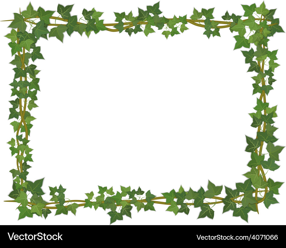 Ivy square frame Royalty Free Vector Image - VectorStock