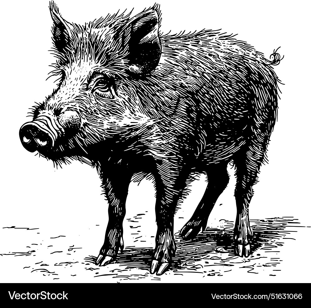 Wild Boar Vector Images (over 5,900)