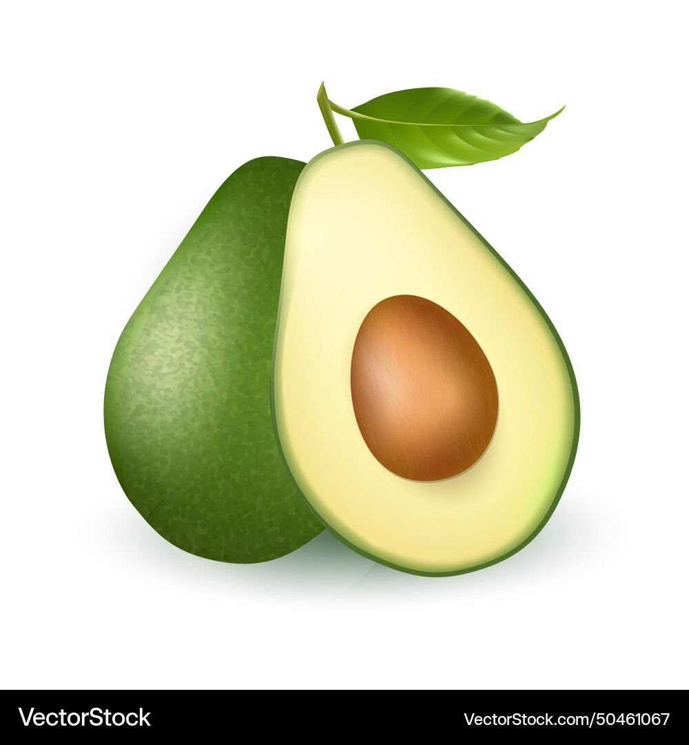 Realistic fresh fruit avocado isolated on white Vector Image