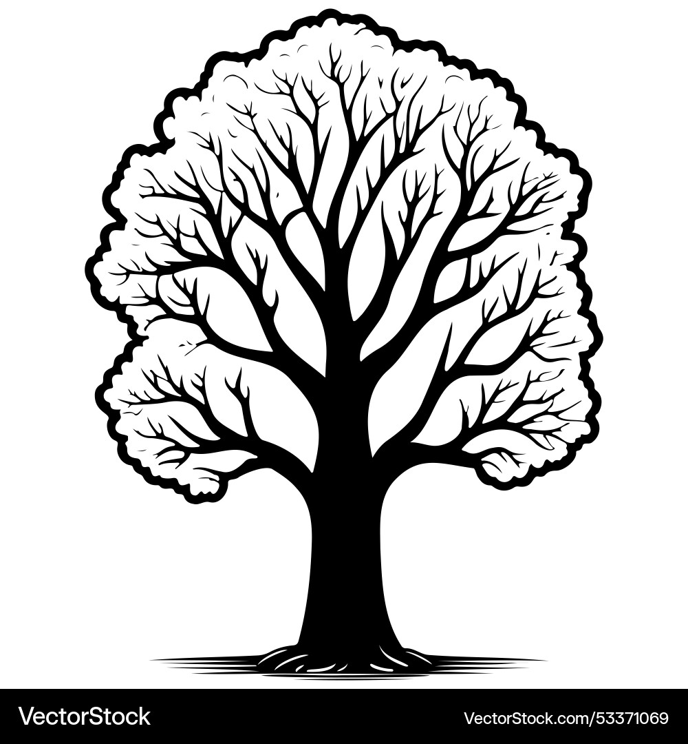 Oak tree vintage hand drawn line transparent Vector Image
