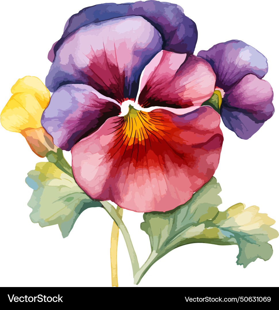 Pansy flower clipart with isolated Royalty Free Vector Image