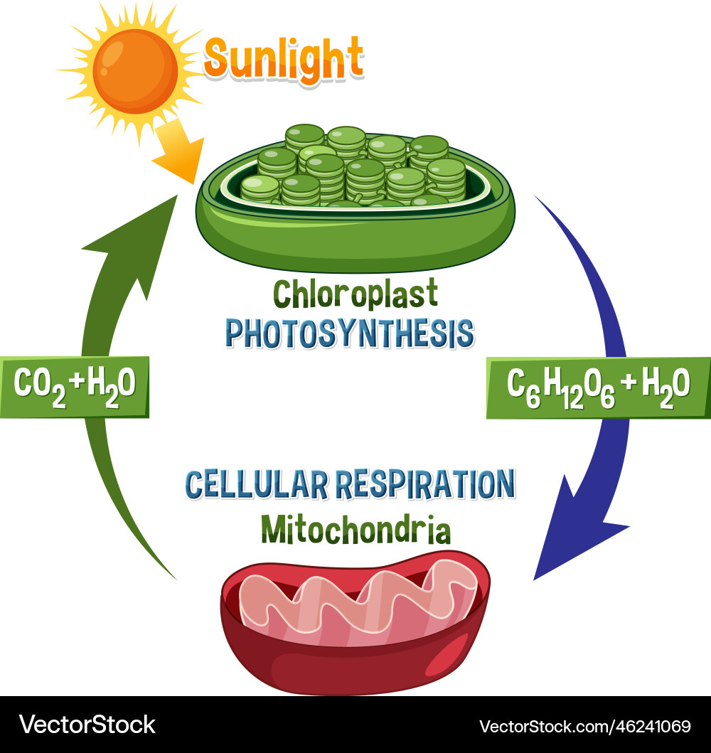 Photosynthesis and cellular respiration diagram Vector Image