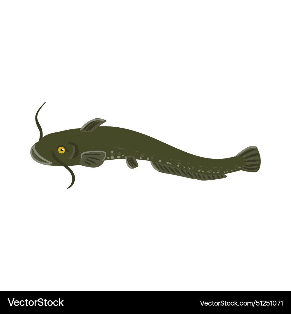 Drawing fish wels catfish Royalty Free Vector Image
