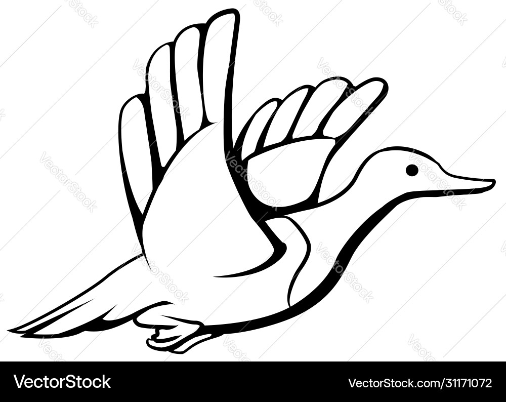 Flying Duck Drawing Fly Duck PNG Transparent Images Free Download