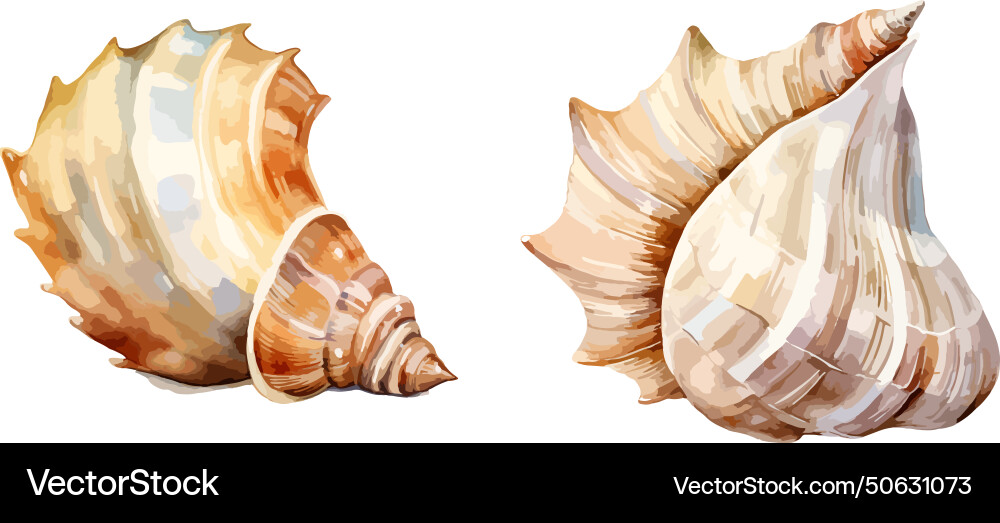 Sea shell clipart with isolated Royalty Free Vector Image