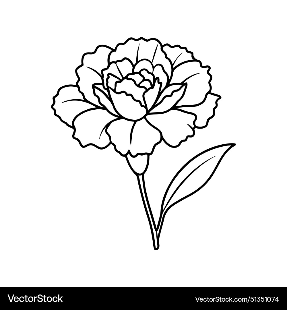 A line art of carnation Royalty Free Vector Image