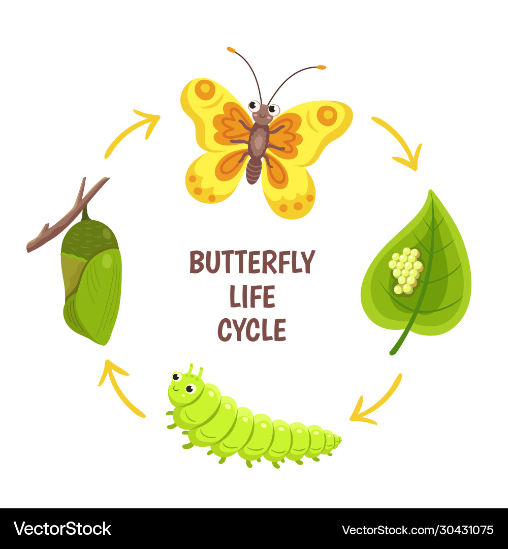 Butterfly Metamorphosis: Life Cycle Stages Vector Image
