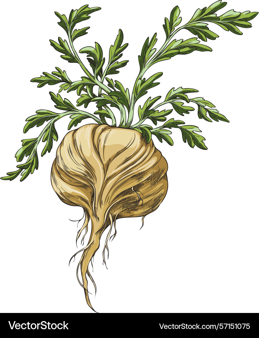 Maca root in brown peel with leaves sketch Vector Image