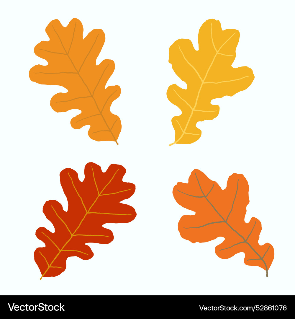 Autumn oak tree leaves on white background Vector Image