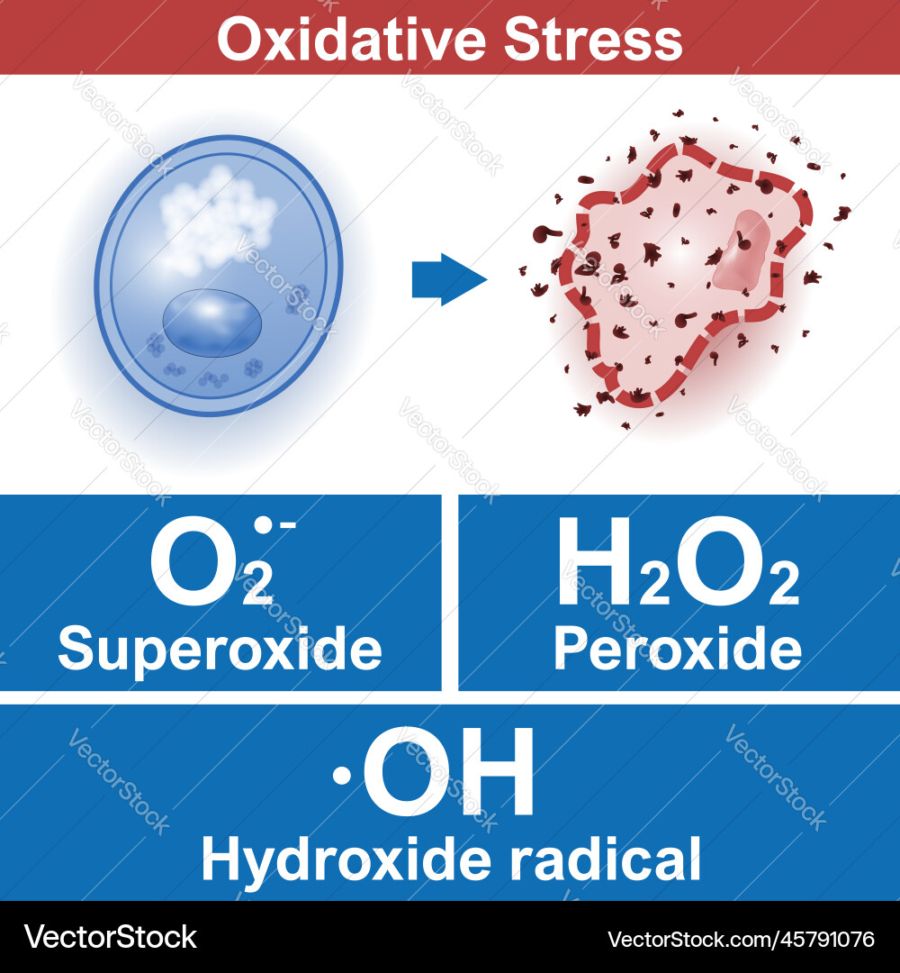 Cell oxidative stress factors medical Royalty Free Vector