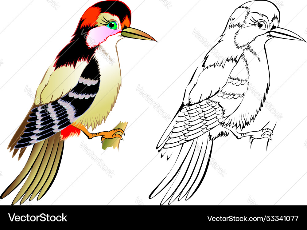 Colorful and black and white pattern woodpecker Vector Image
