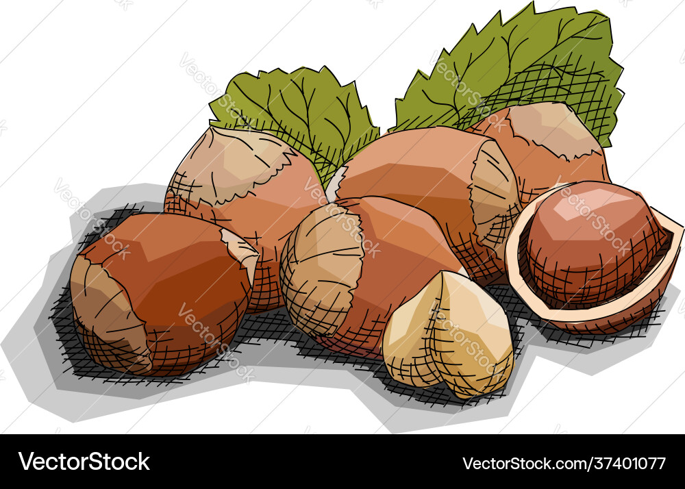 Drawing nut hazelnuts Royalty Free Vector Image