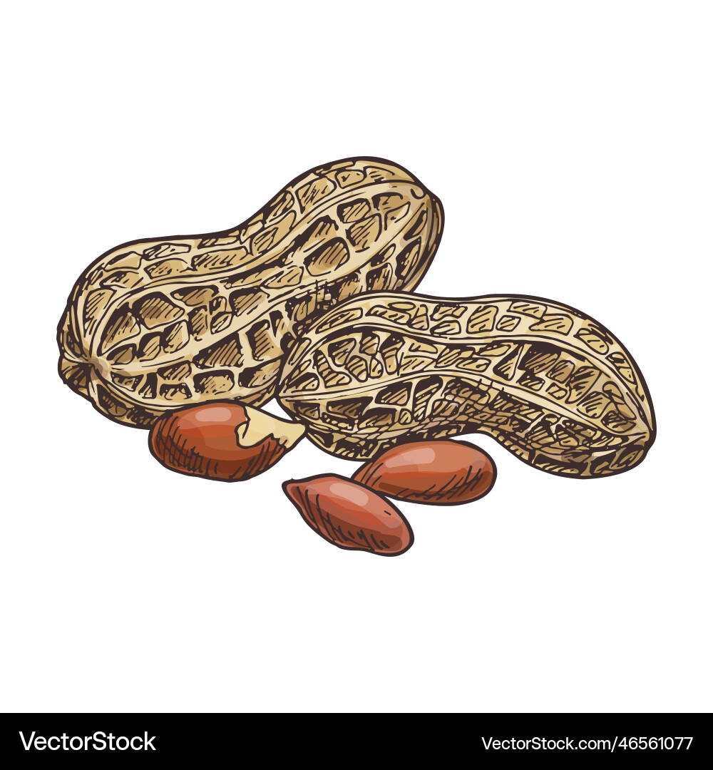 Hand drawn sketch of peanuts with shell Royalty Free Vector