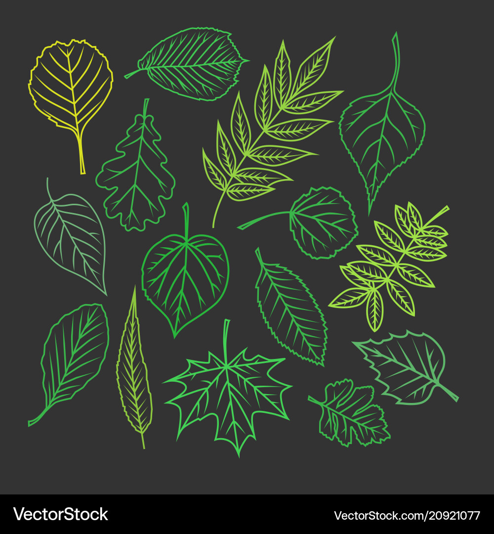 Tree leaves colorful Royalty Free Vector Image
