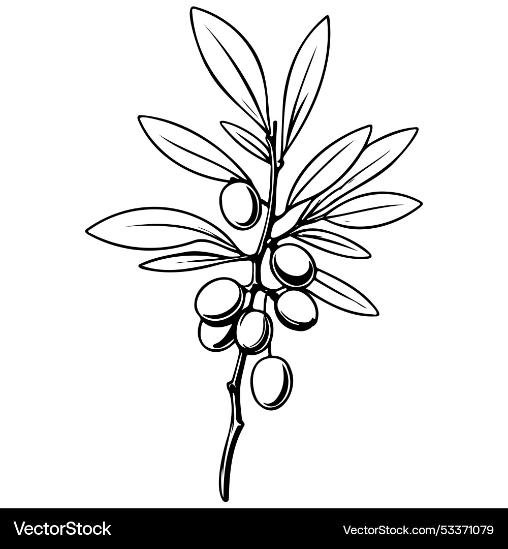 Olive branch monochrome hand drawn line Royalty Free Vector