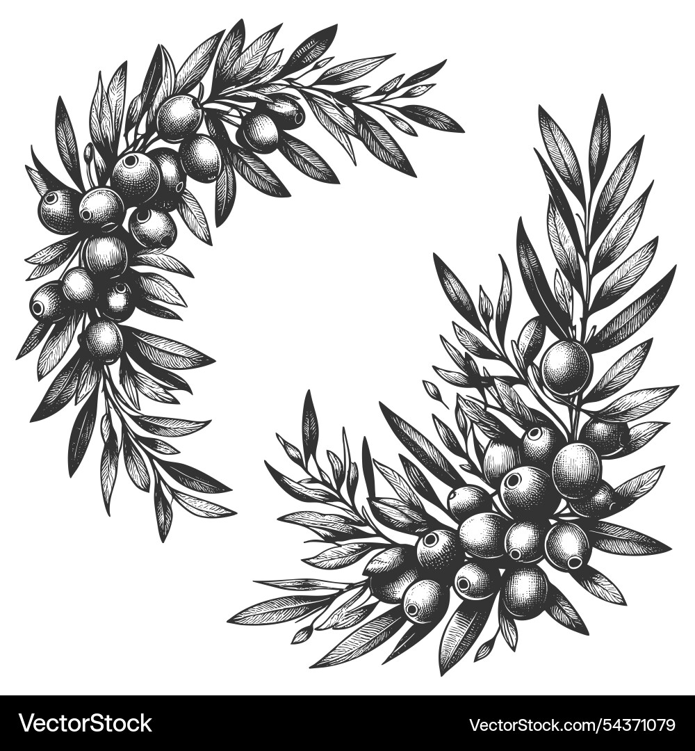 Olive branches engraving Royalty Free Vector Image
