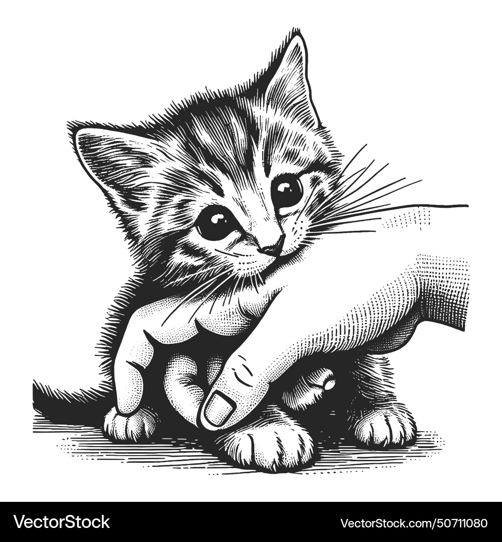 Kitten bites hand engraving sketch Royalty Free Vector Image