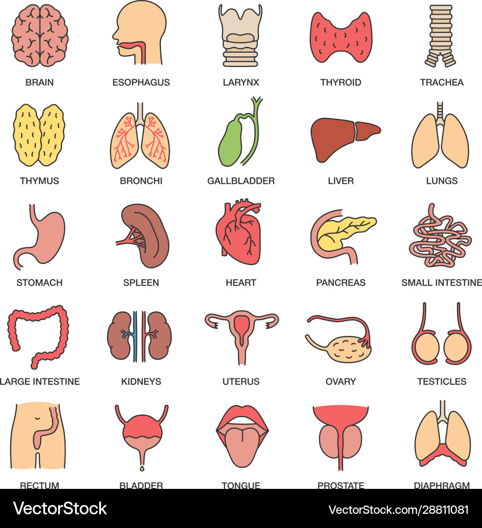 Interne Organe Farbsymbole gesetzt Lizenzfreies Vektorbild