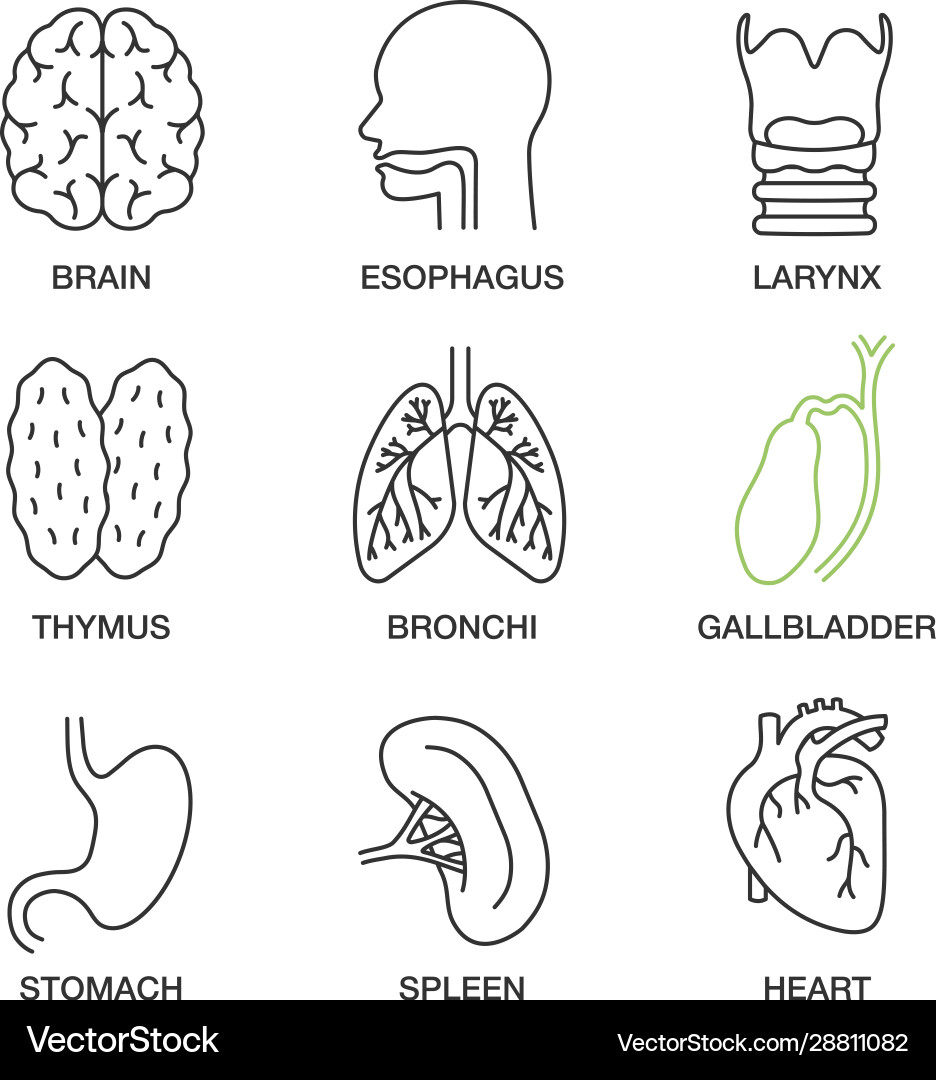 Internal Organs Line Icons Royalty Free Vector Image