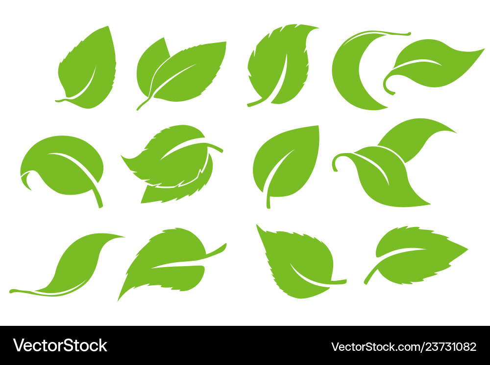 Leaves icon set isolated on white Royalty Free Vector Image