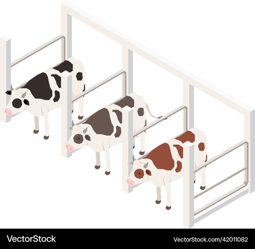 Milking cows isometric composition Royalty Free Vector Image