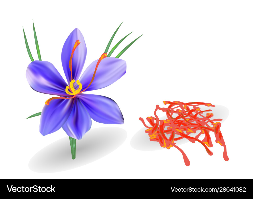 Saffron with flower on white Royalty Free Vector Image